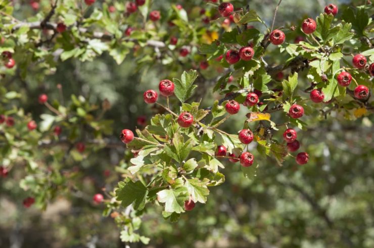 Horticulturists Share How To Grow Hawthorn - The Native Shrub That ...