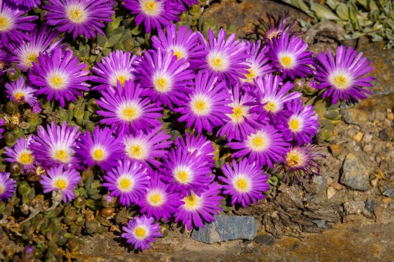 Delosperma Growing Advice From The Experts - 'They Require Little Care ...