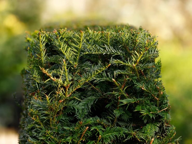 Yew Pruning By Type: 'Plants Clipped Very Tightly Tend To Experience ...