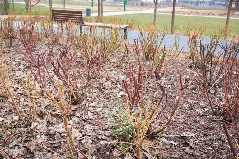 Pruning Dogwood Can Help Maximise The Ornamental Appeal Of Their ...