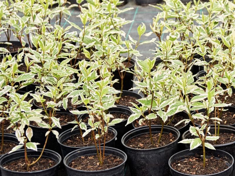 Growing Dogwood In Pots? These Are Horticulturists' 7 Key ...