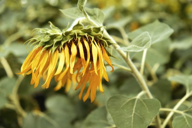 6 Reasons Why Your Sunflower Is Drooping | Horticulture.co.uk
