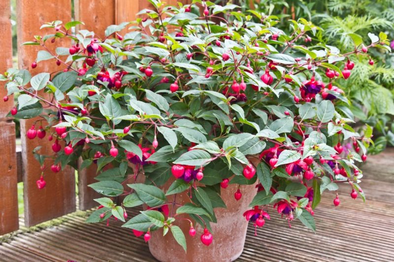 Fuchsia Plants Are Tailor-Made For Container Growing, But Don't Scrimp ...