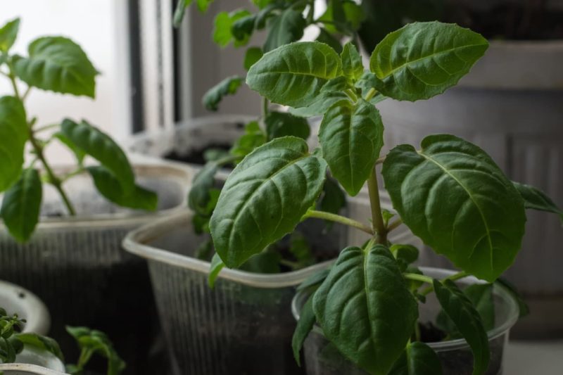 Gail Barber On Fuchsia Propagation In Early Spring: 'It's Easy, Quick ...