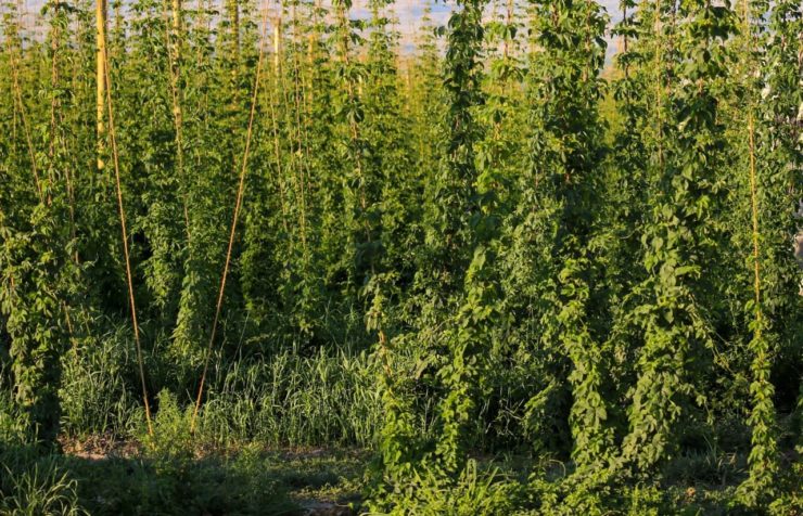 Exploring 15 Types Of Hops With The Owner Of This Canterbury Hops ...