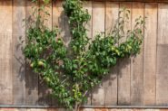 5 Apple Tree Training Methods | Horticulture Magazine