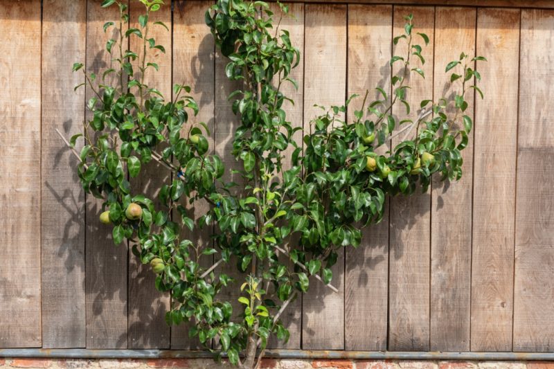 5 Apple Tree Training Methods With Advice From Sheffield Fruit Trees ...