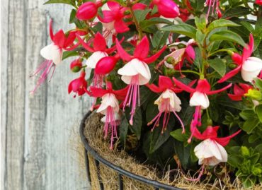 Fuchsia Growers' 7 Tips For Growing Vertically With Hanging Baskets ...