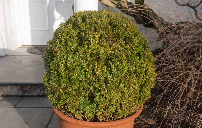 How & When To Feed Buxus (Box) | Horticulture.co.uk