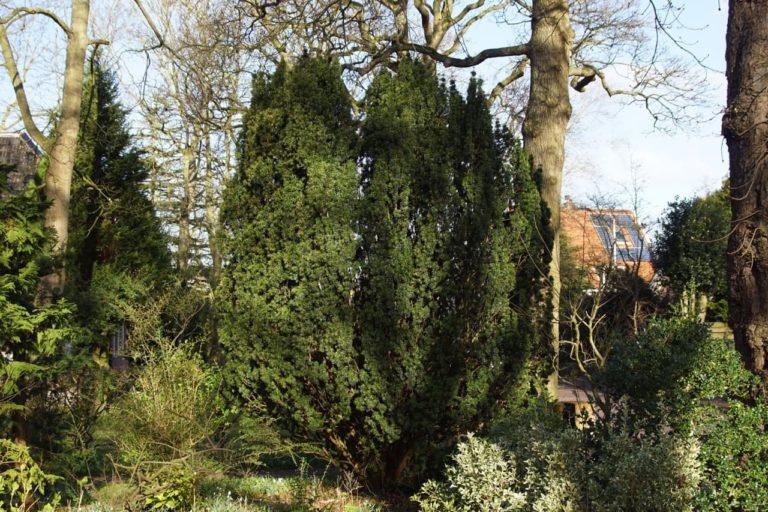 Yew Pruning By Type: 'Plants Clipped Very Tightly Tend To Experience ...