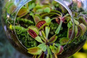 Only Use Rain Or Distilled Water With A Venus Fly Trap, Says Ten-Time ...
