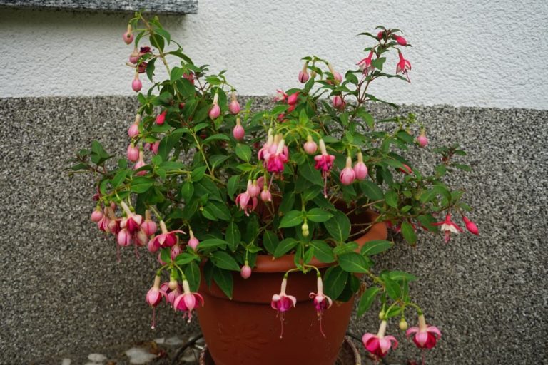 Fuchsia Plants Are Tailor-Made For Container Growing, But Don't Scrimp ...