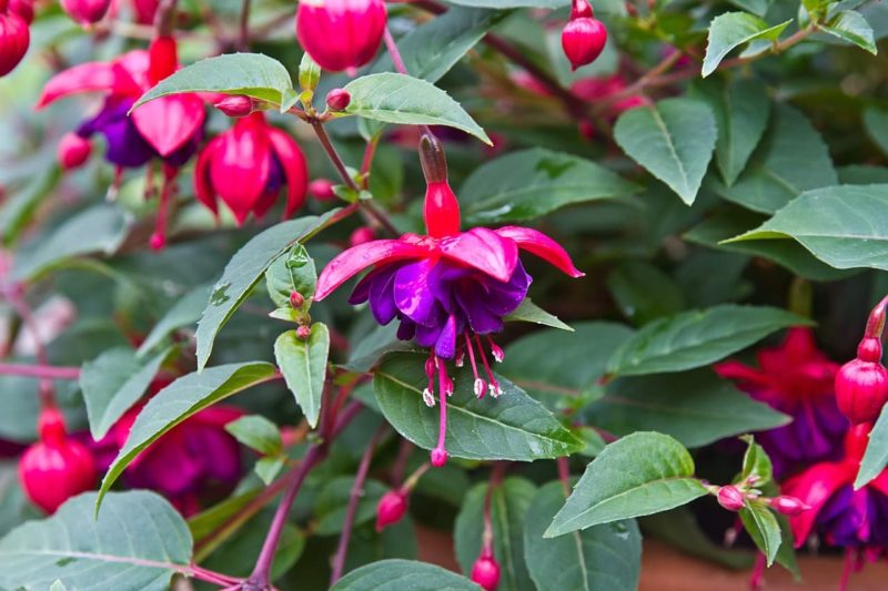 Fuchsia Society Members Share 20 Types They Love The Most ...