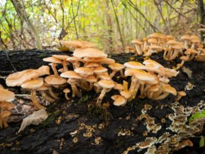 9 Common Rose Problems & Solutions | Horticulture.co.uk