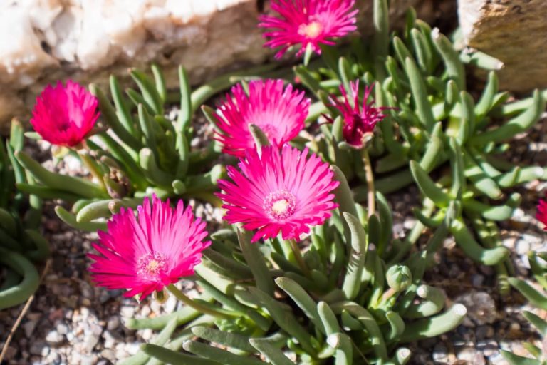 Delosperma Growing Advice From The Experts - 'They Require Little Care ...