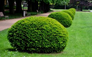 Yew Pruning By Type: 'Plants Clipped Very Tightly Tend To Experience ...
