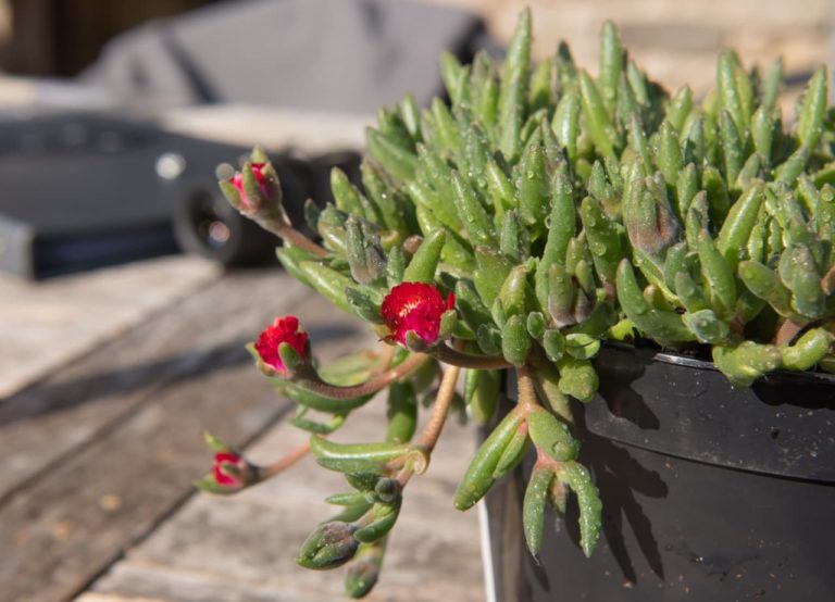 Delosperma Growing Advice From The Experts - 'They Require Little Care ...