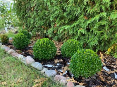 Two Expert Buxus Growers Explain How To Care For Box Hedgerows And ...