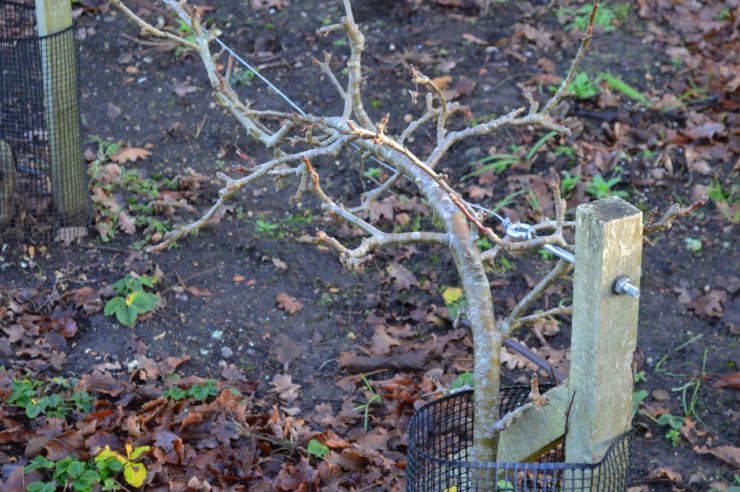 5 Apple Tree Training Methods With Advice From Sheffield Fruit Trees ...