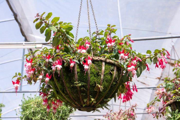 Fuchsia Growers' 7 Tips For Growing Vertically With Hanging Baskets ...
