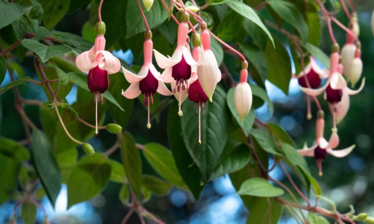 Fuchsia Society Members Share 20 Types They Love The Most ...