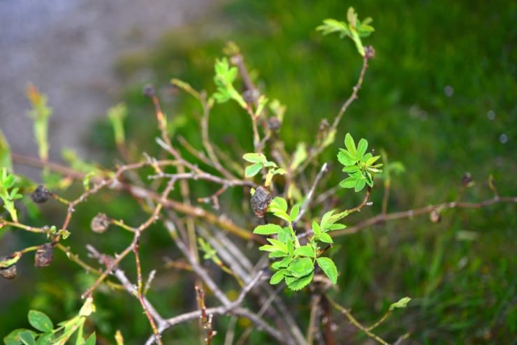 Specialist Rose Growers Share 9 Common Growing Problems And Their ...