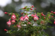 Fuchsia Society Members Share 20 Types They Love The Most ...
