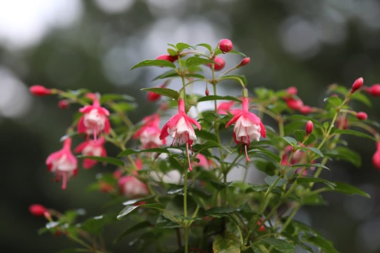 Fuchsia Society Members Share 20 Types They Love The Most ...
