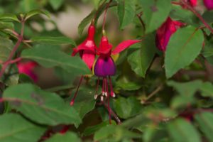 Fuchsia Society Members Share 20 Types They Love The Most ...