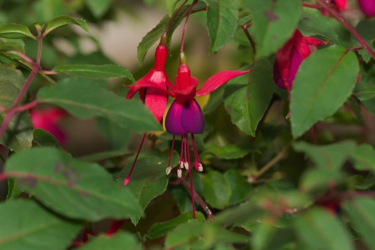 Fuchsia Society Members Share 20 Types They Love The Most ...