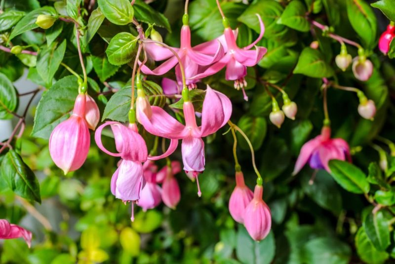 Fuchsia Society Members Share 20 Types They Love The Most ...