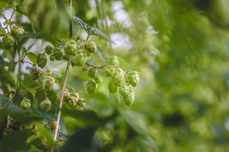 15 Heavenly Hop Varieties To Grow | Horticulture.co.uk