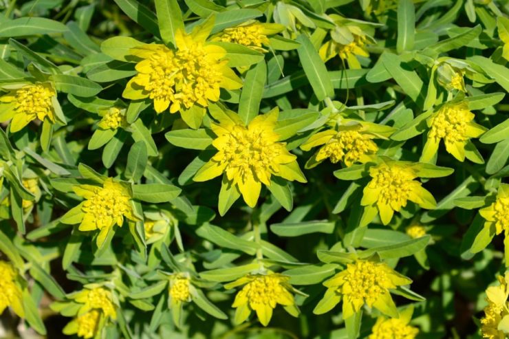 14 Excellent Euphorbia Varieties | Horticulture Magazine