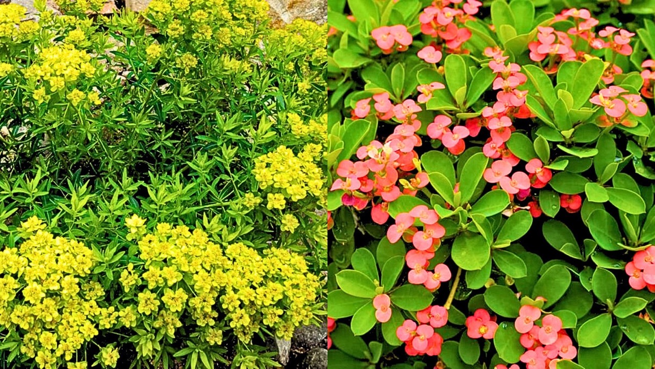 14 Excellent Euphorbia Varieties | Horticulture Magazine