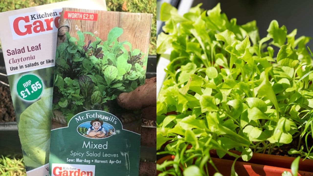Grow Your Own Salad Leaves With This Foolproof 5 Step Process From ...