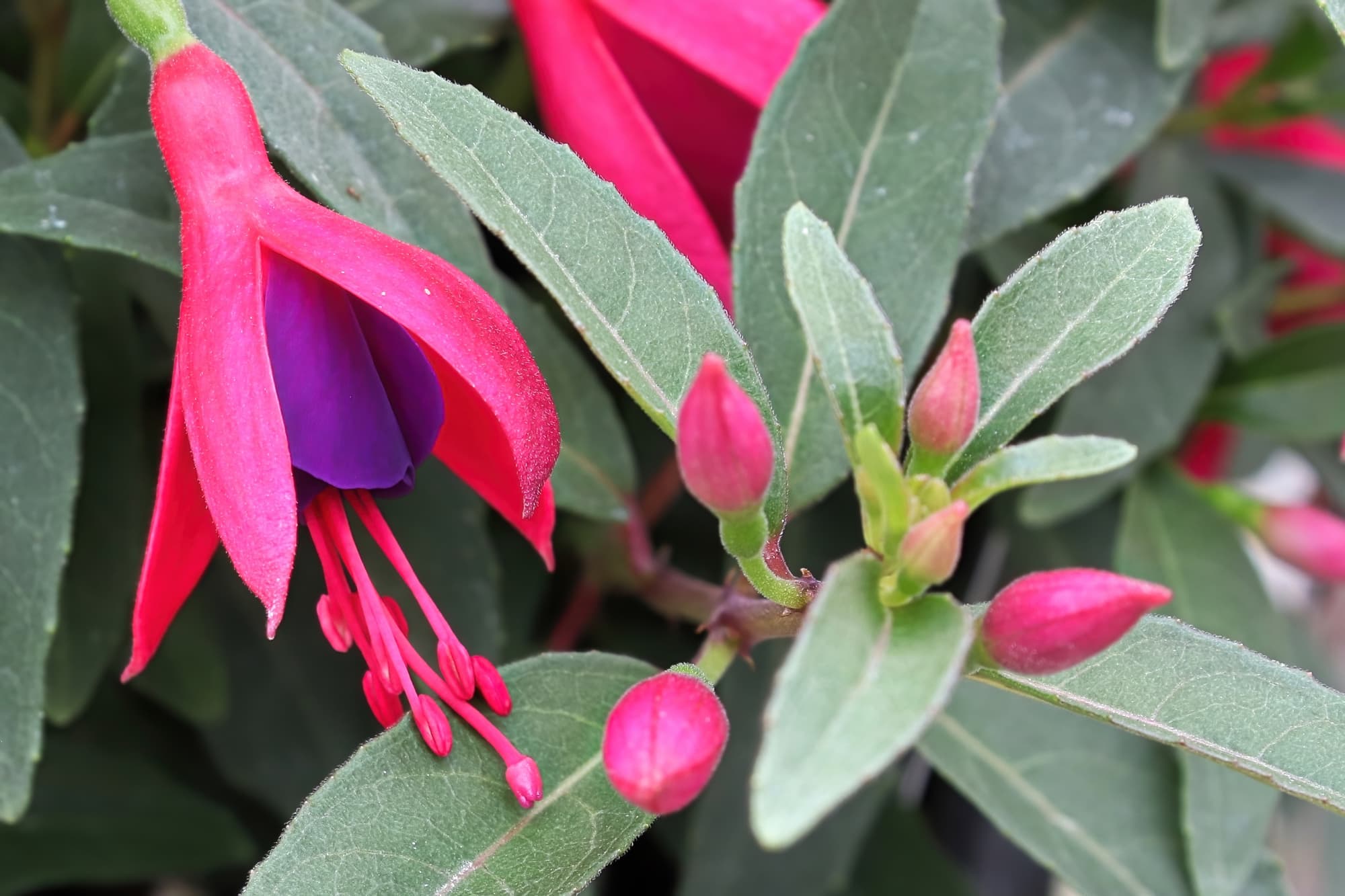 Gail Barber On Fuchsia Propagation In Early Spring: 'It's Easy, Quick And Very Satisfying ...