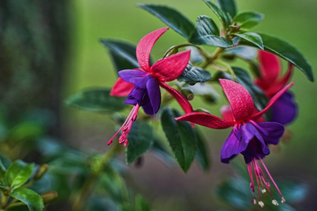 Fuchsia Society Members Share 20 Types They Love The Most ...