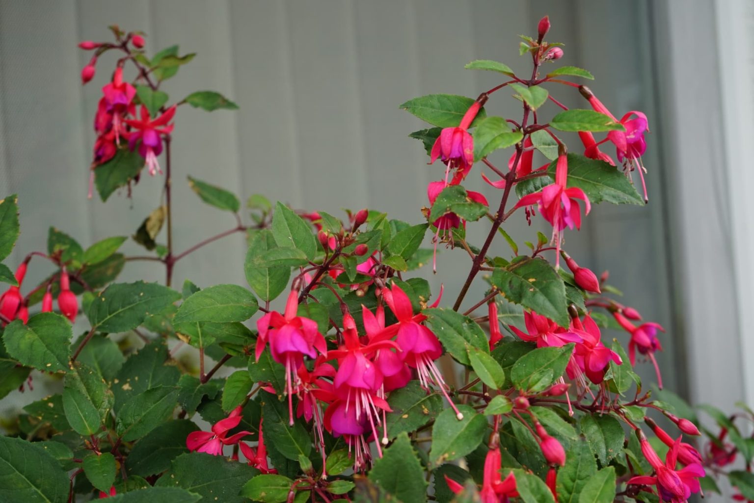 Tender Fuchsia (H1-H3 Rated) Will Need Overwintering: Follow These 6 Steps | Horticulture Magazine