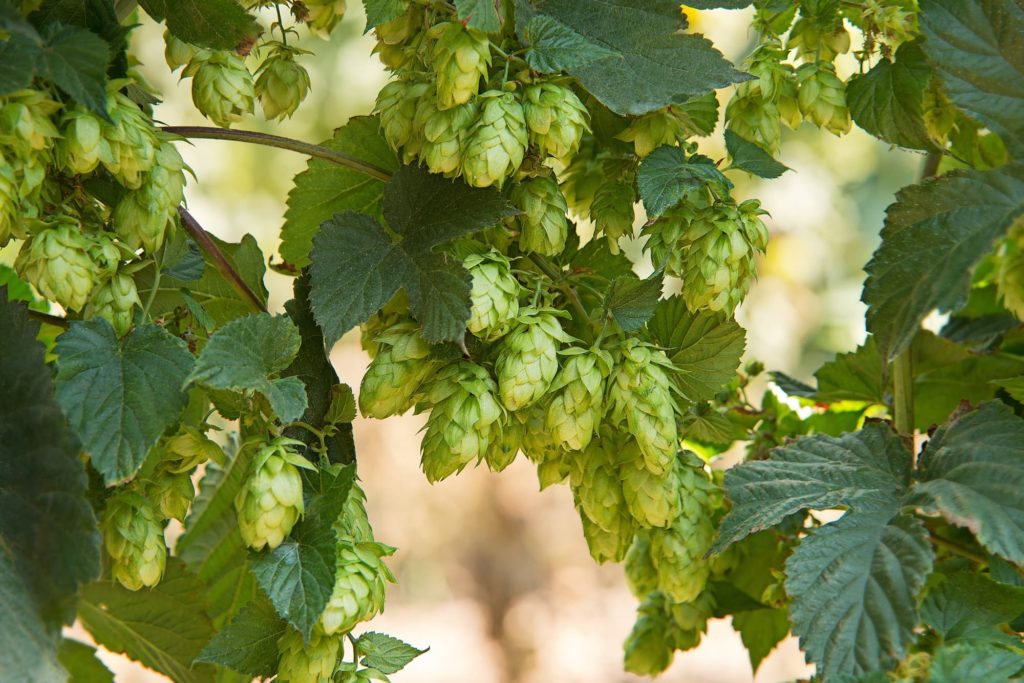 Exploring 15 Types Of Hops With The Owner Of This Canterbury Hops ...
