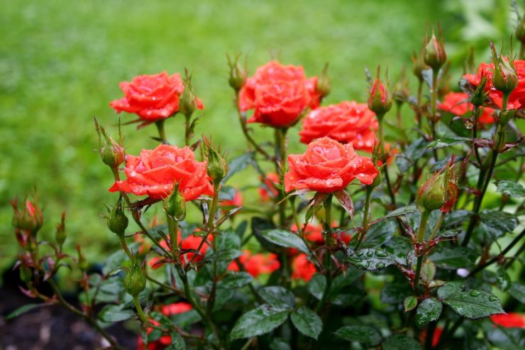 Specialist Rose Growers Share 9 Common Growing Problems And Their ...
