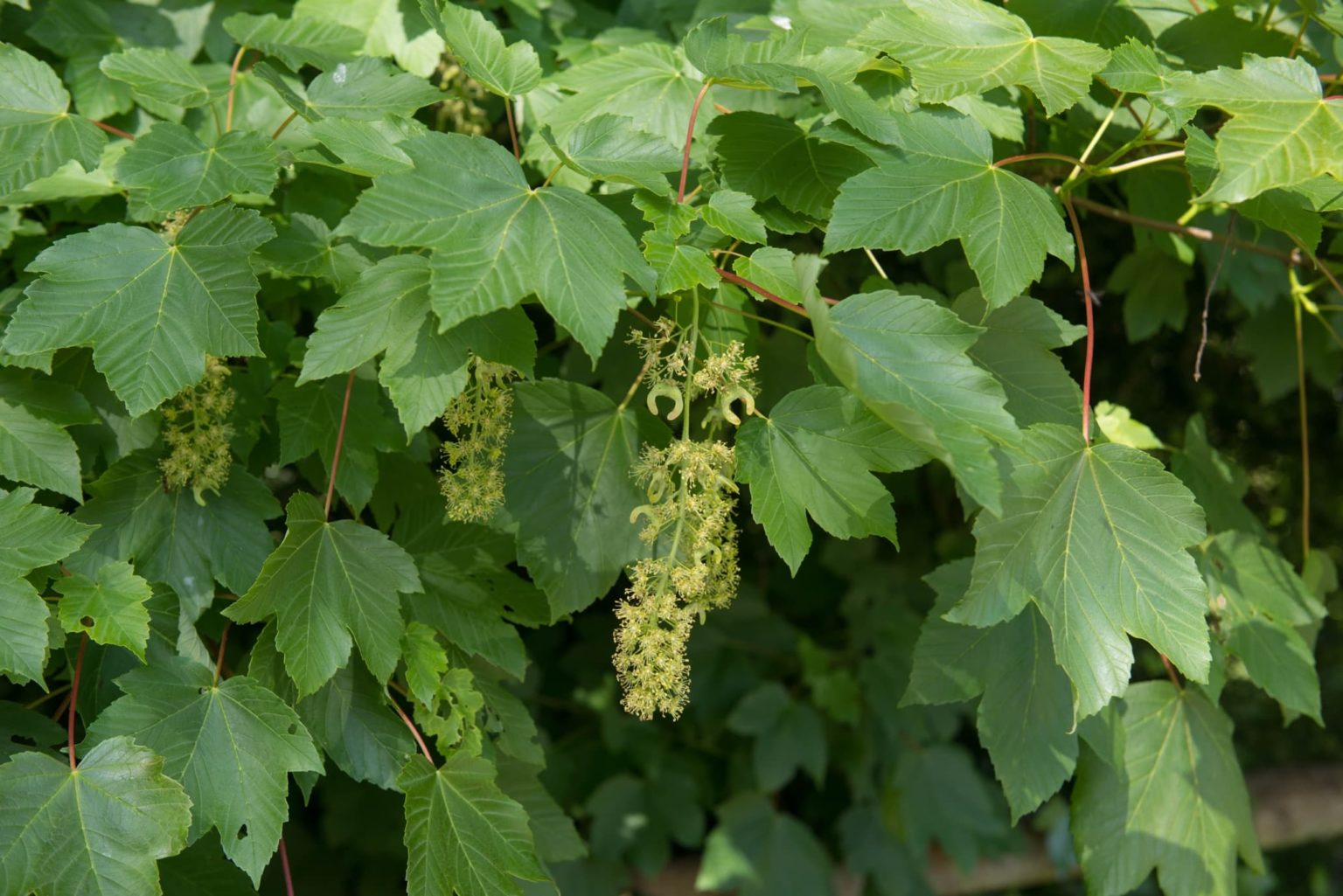 Sycamores Are Easy To Grow And Care For Says This Master Horticulturist ...