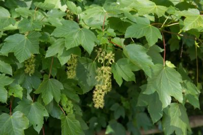 Sycamores Are Easy To Grow And Care For Says This Master Horticulturist ...