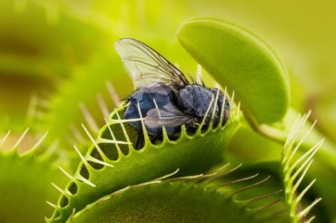 Venus Fly Trap: Ultimate Feeding Guide | Horticulture.co.uk