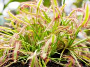 This Is How To Grow Sundews According To Experts Megan Webb And Nigel ...