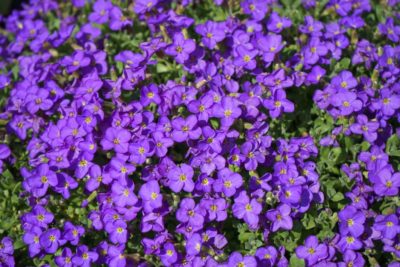 Growing Aubrieta - You Can Even Grow This Plant In A Hole In The Wall ...