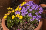 Sweet Violets And Alpine Heath - These 17 Plants Are Perfect For Winter ...