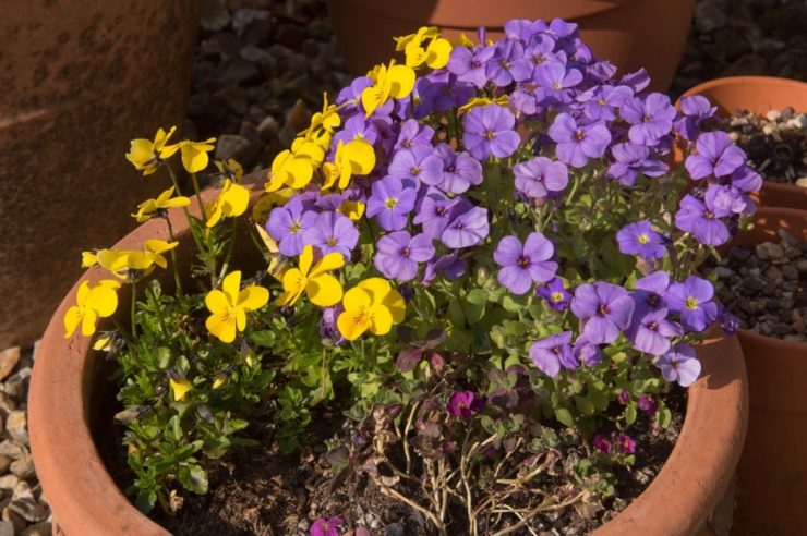 Sweet Violets And Alpine Heath - These 17 Plants Are Perfect For Winter ...