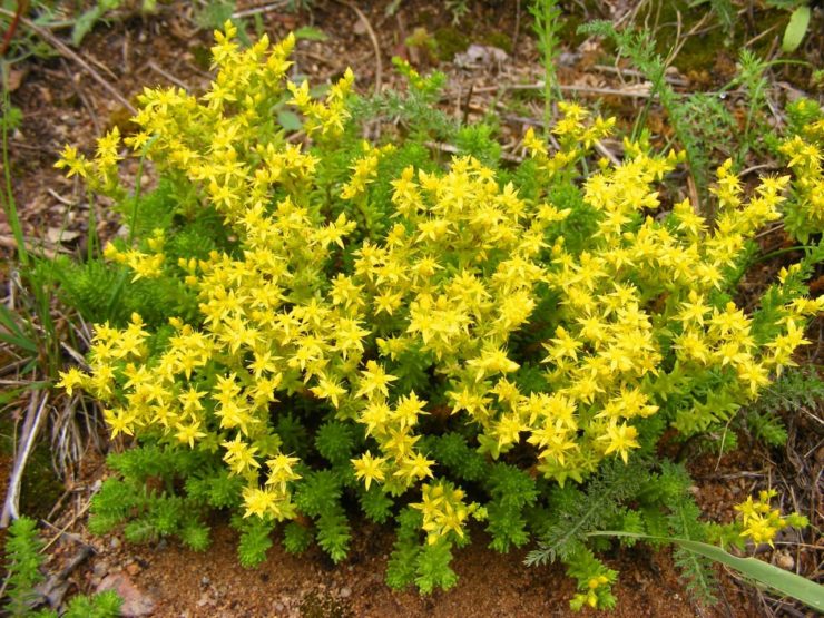 15 Spectacular Sedum Varieties | Horticulture Magazine