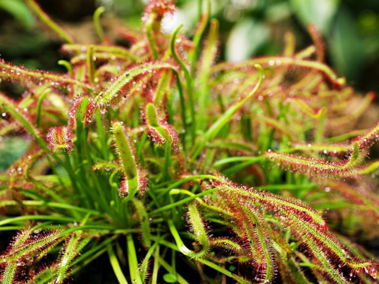 This Is How To Grow Sundews According To Experts Megan Webb And Nigel ...