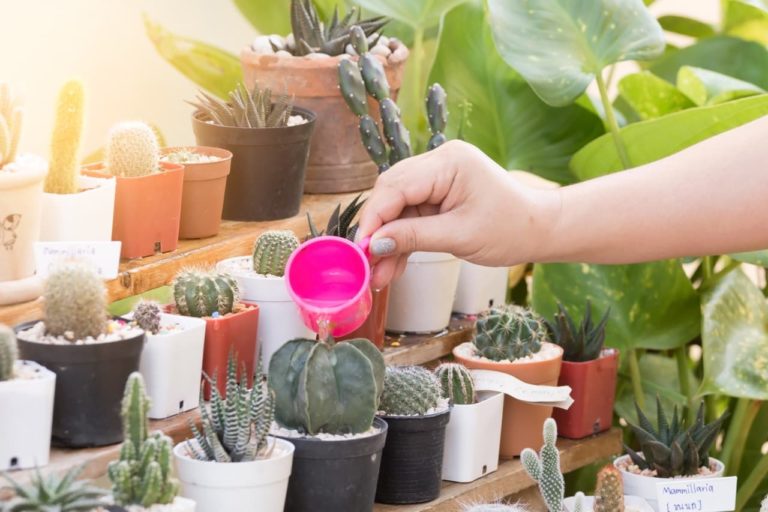 7 Common Cacti Problems And Solutions Shared By Nursery Growers ...